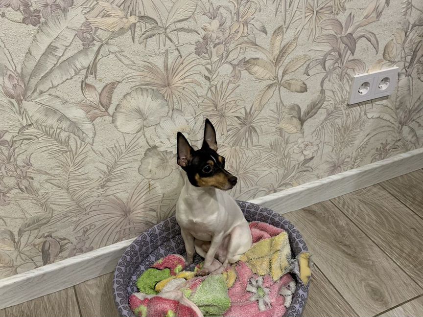 Американский той фокстерьер