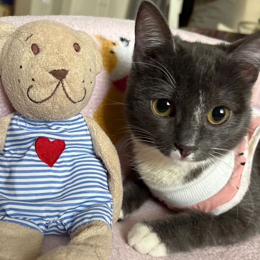 Котёнок в добрые руки