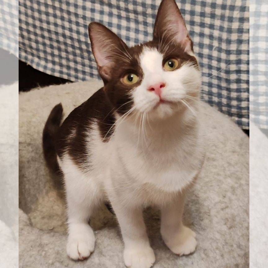 Котёнок в добрые руки