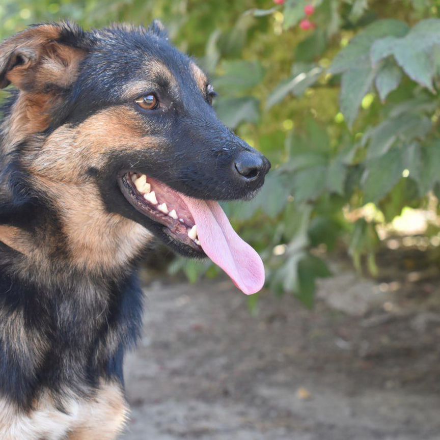 Искорка - Отдам в добрые руки, бесплатно