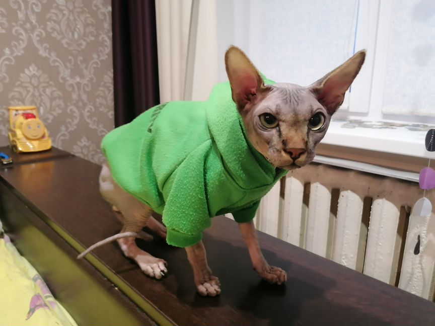 Домашние животные