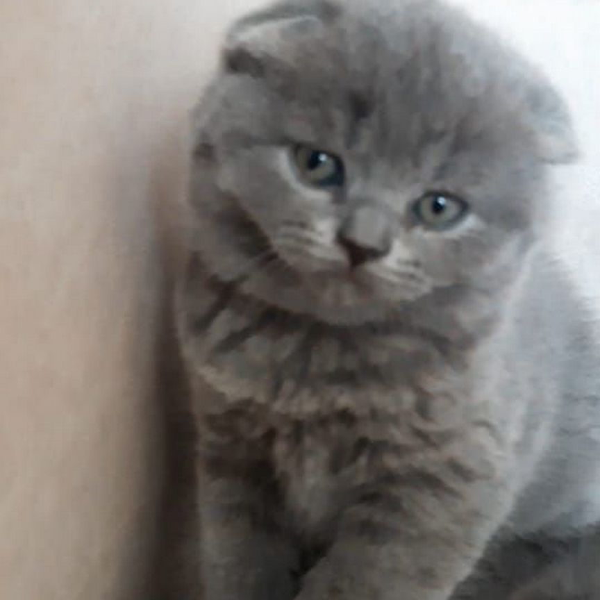 Плюшевые котята