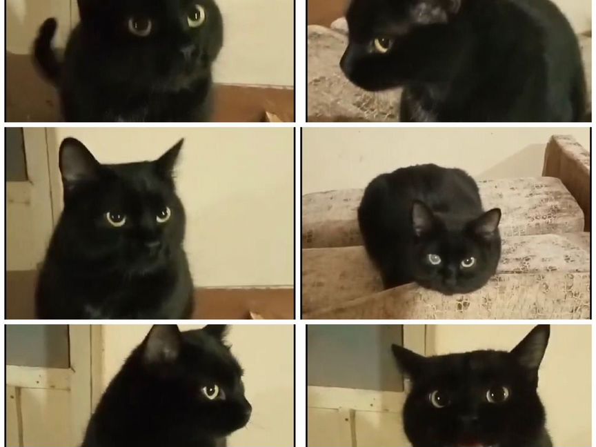 Кошки