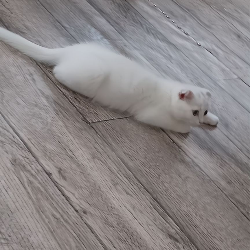 Шотландский вислоухий короткошёрстный котёнок