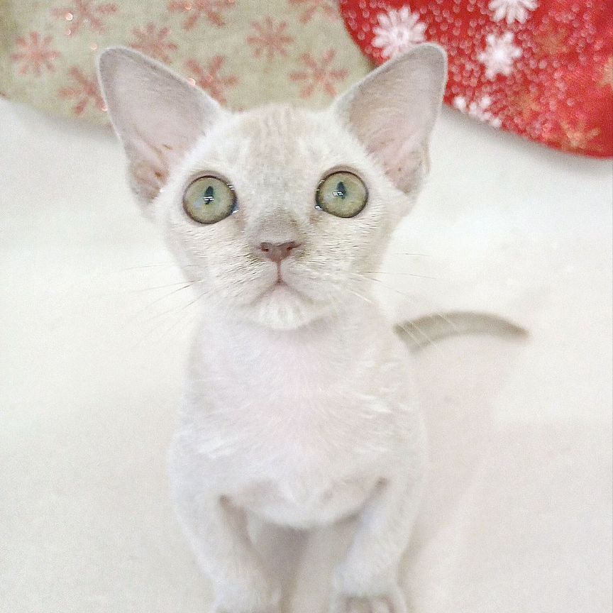 Бурманские котята