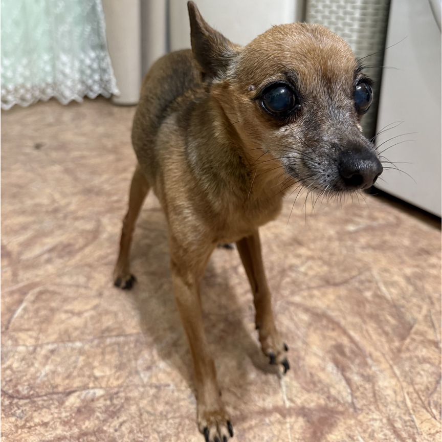 Русский той-терьер, взрослая собака