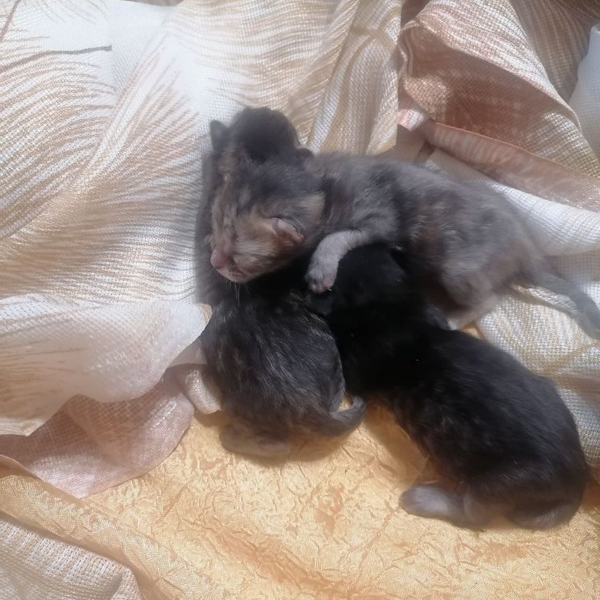 Маленькие котятки