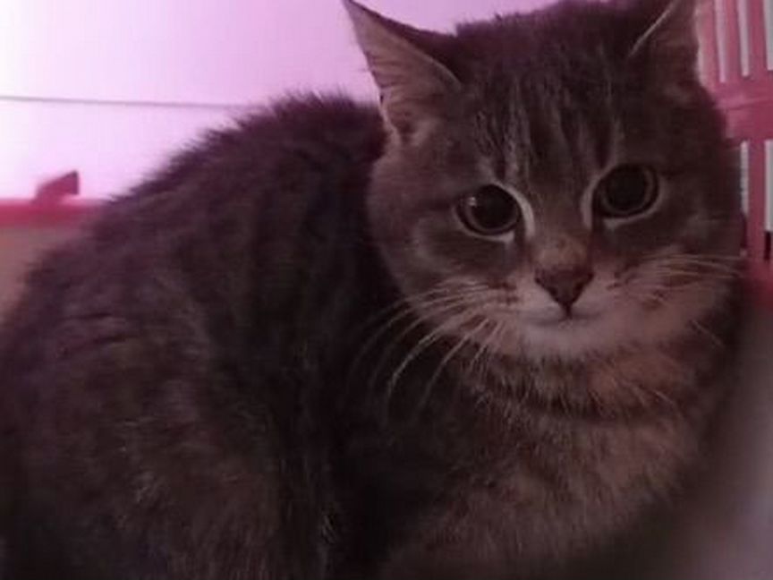 Шикарный котенок в дар