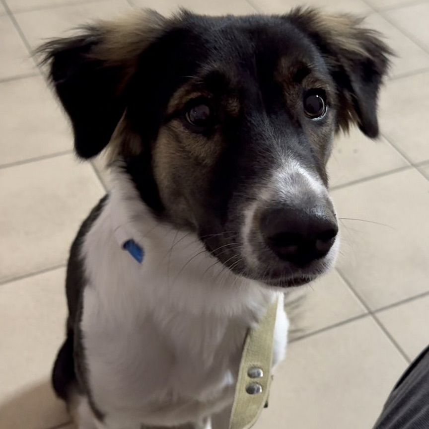 Собака в добрые руки