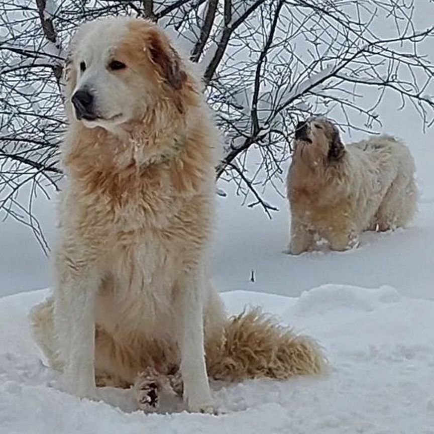 Пиренейская горная собака, щенок