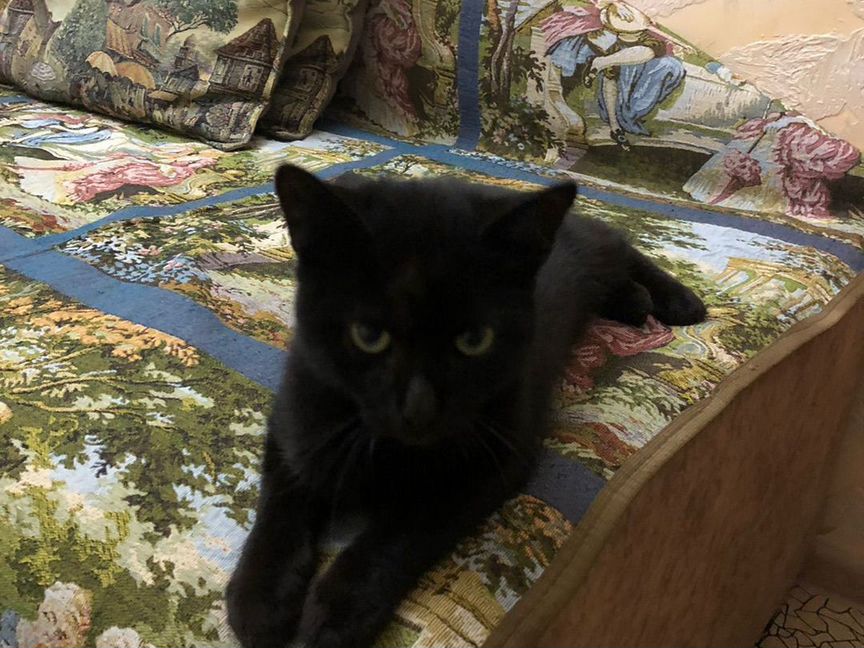 Котенок в добрые руки