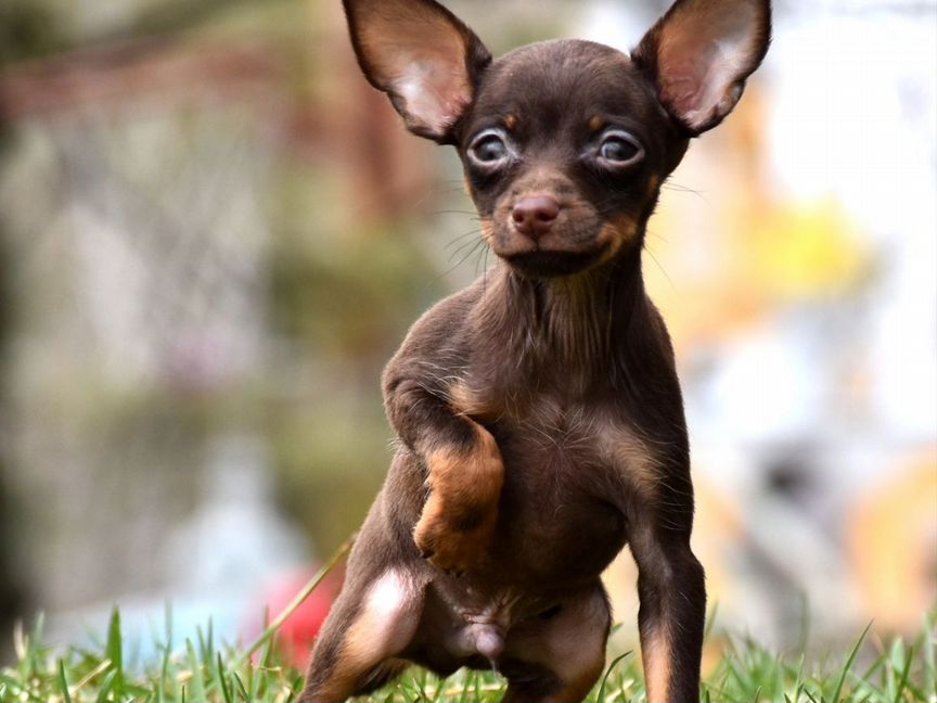 Шикарные щенки той терьера гш и длш