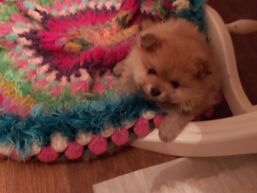 Щенок померанского шпица девочка