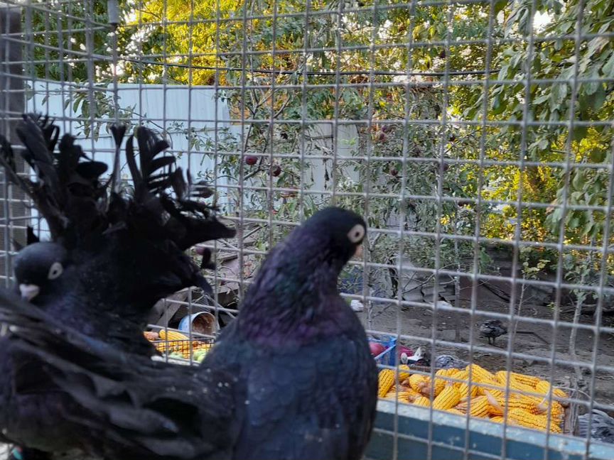 Голуби статные