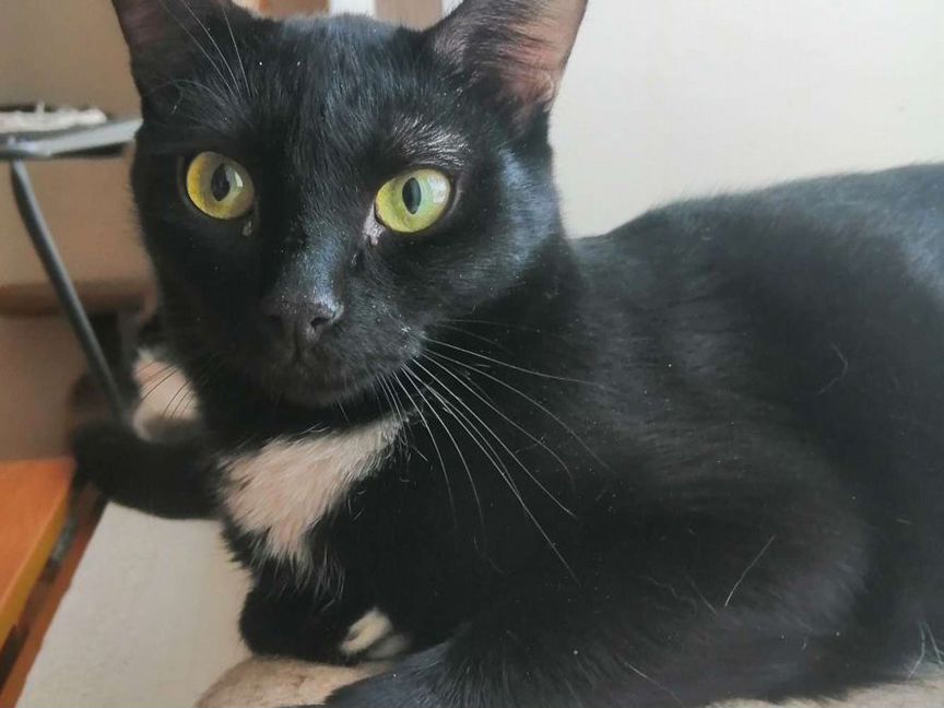 Брутальный, молодой кот, Котя