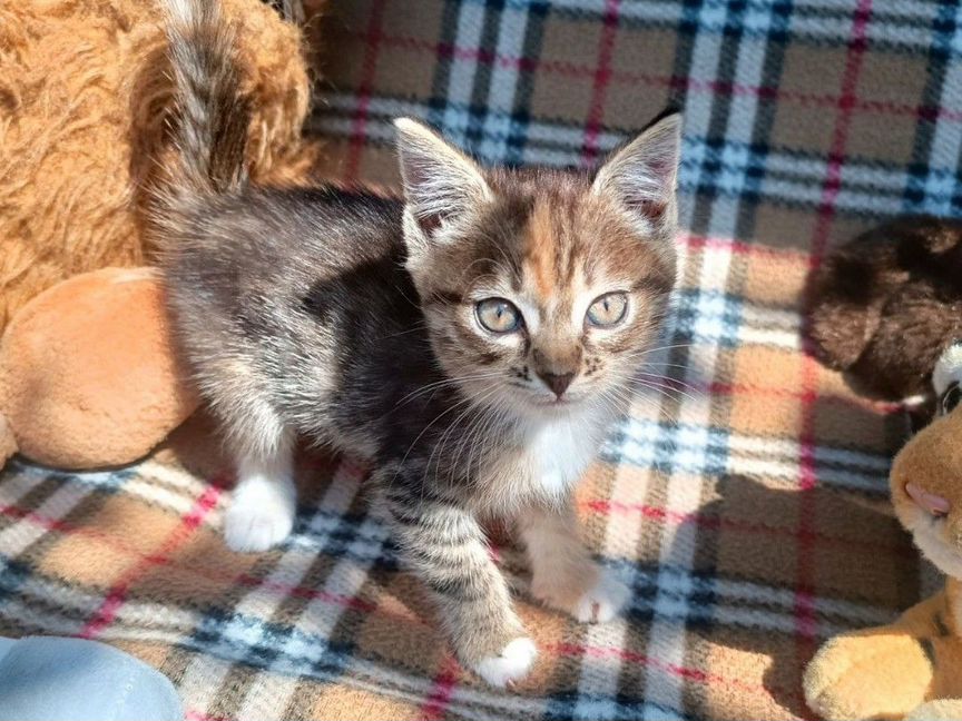Котята(2месяца)
