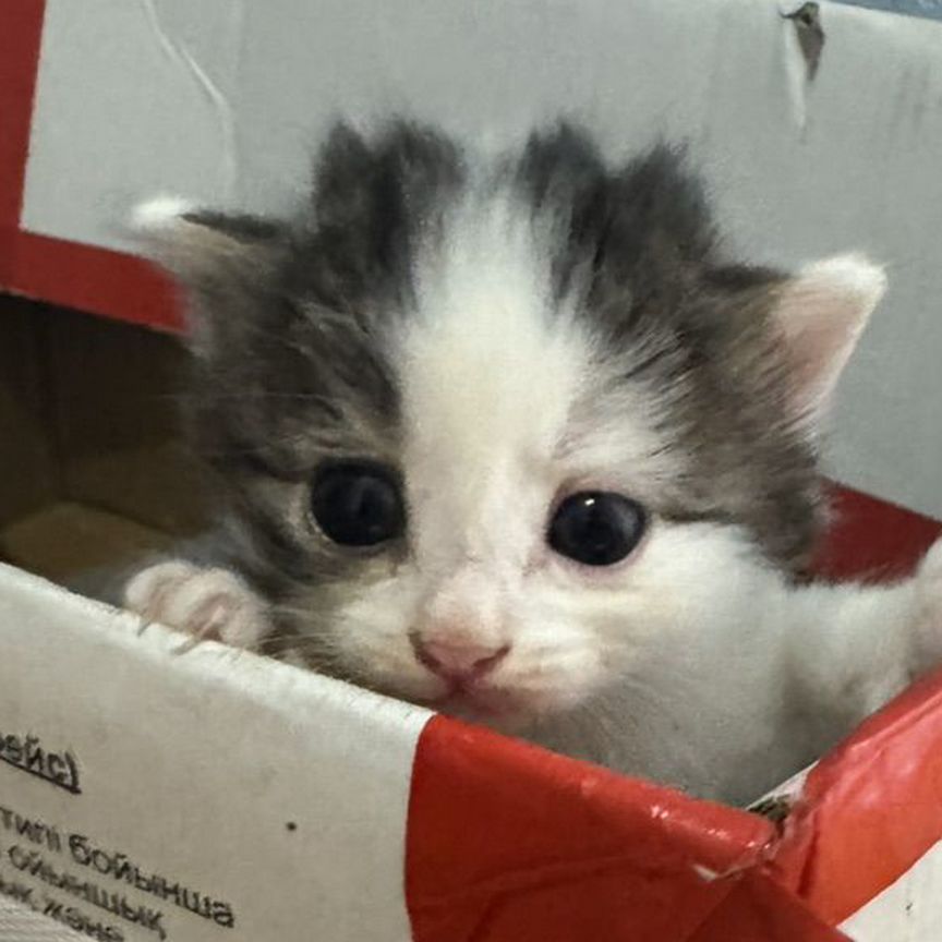 Котята в добрые руки бесплатно