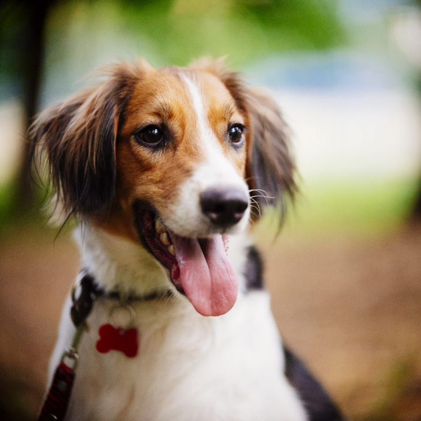 Милая Мэгги ищет дом