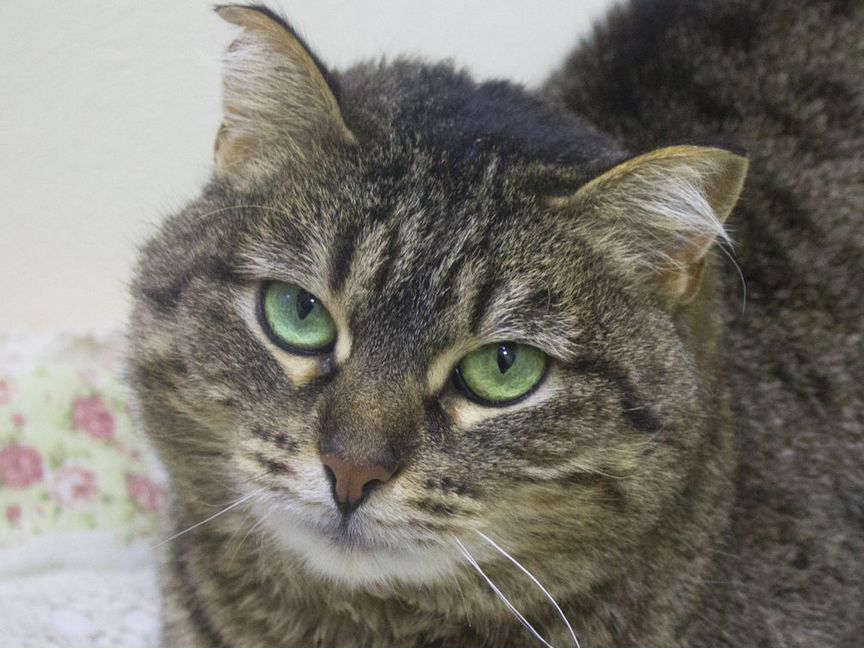 Помогите скромной и ласковой Фисе найти дом