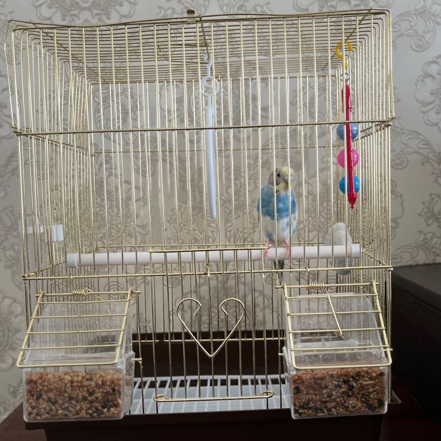 Волнистый попугай самка