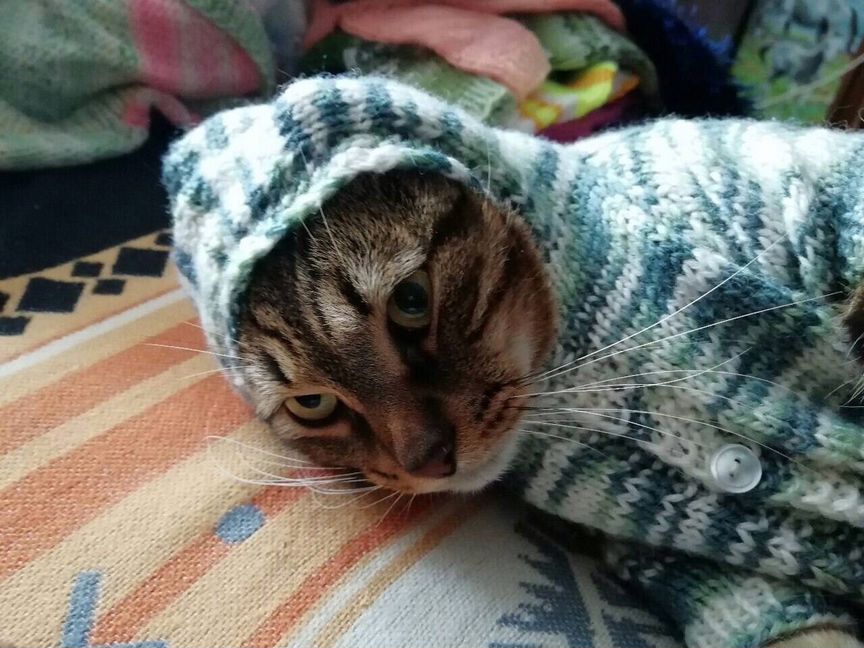 Одежда для питомцев