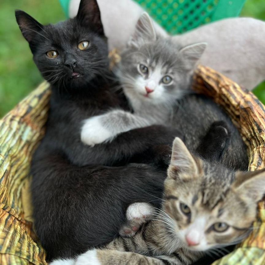 Котята в добрые руки