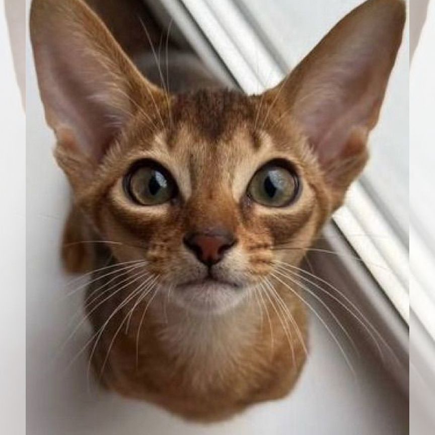 Абиссинский котёнок
