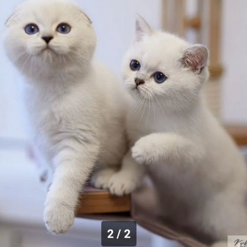 Шотландские котята с окрасом серебристой шиншиллы
