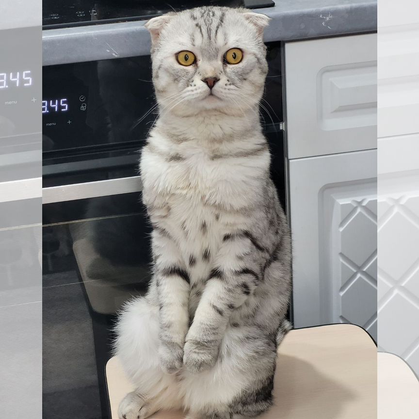 Британский короткошёрстный, взрослый кот