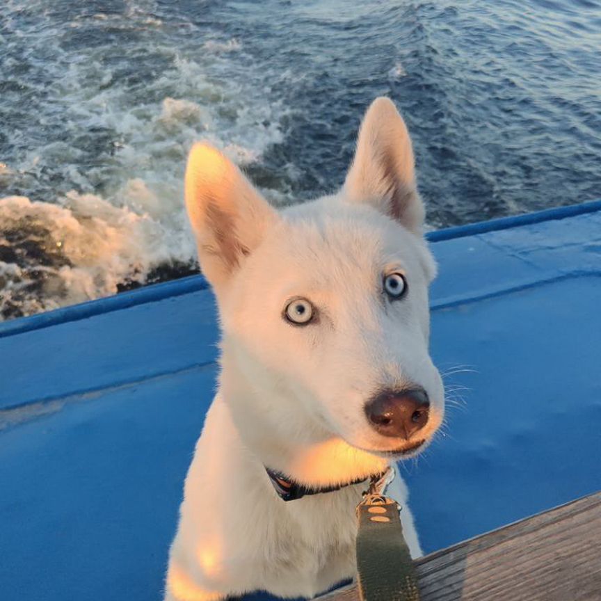 Собака в добрые руки хаски