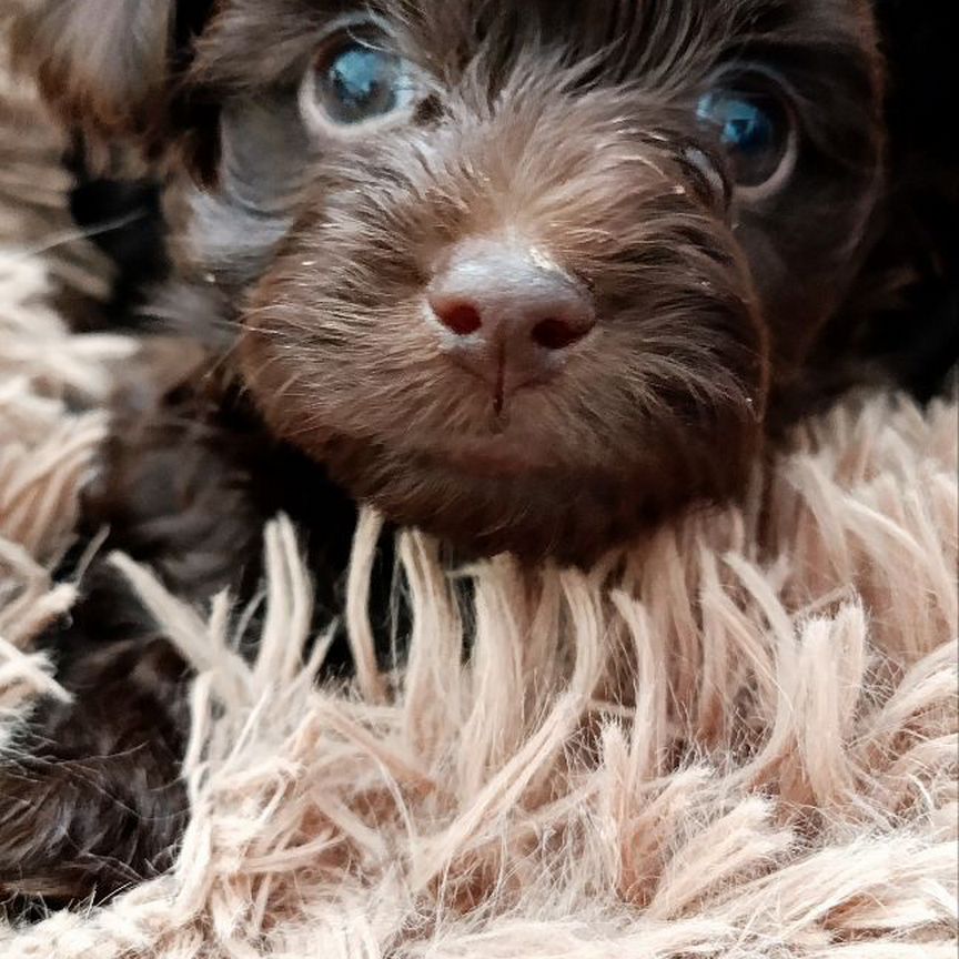 Шоколадные Йорки