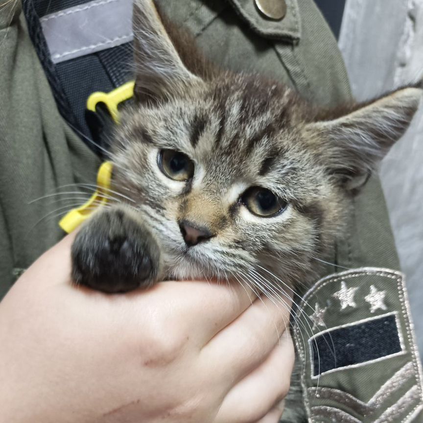 Котики в добрые руки