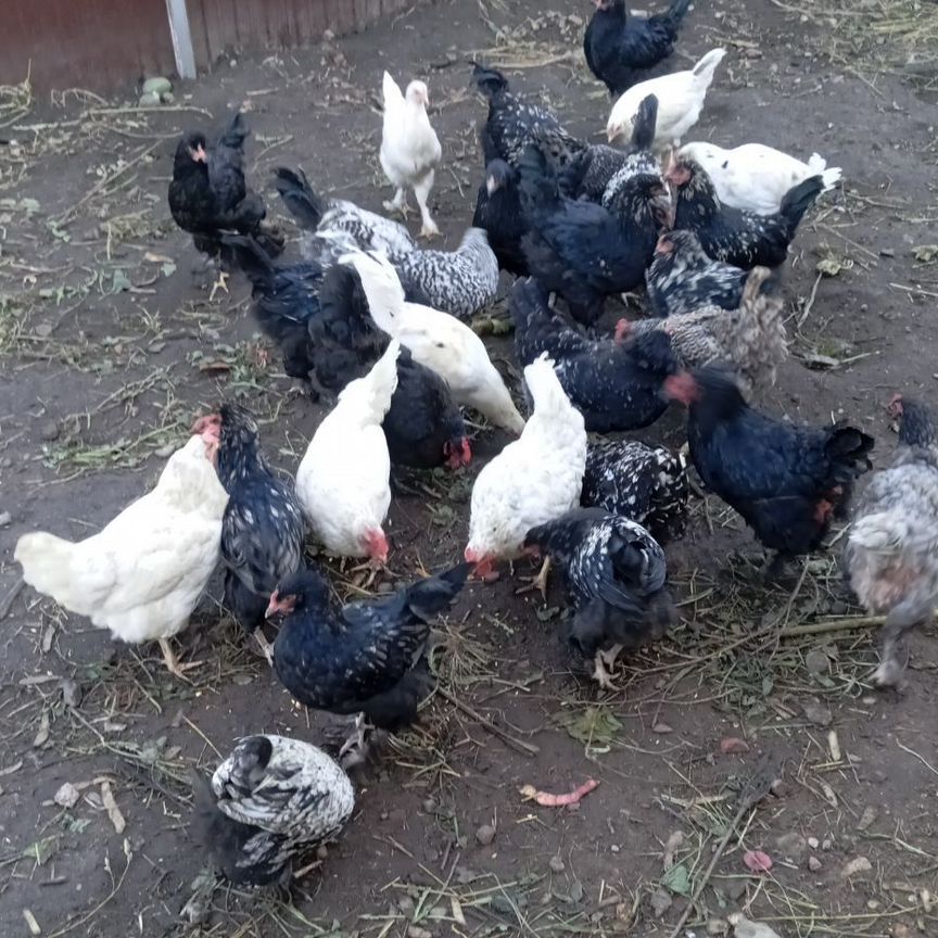 Продам куриц и молодняк