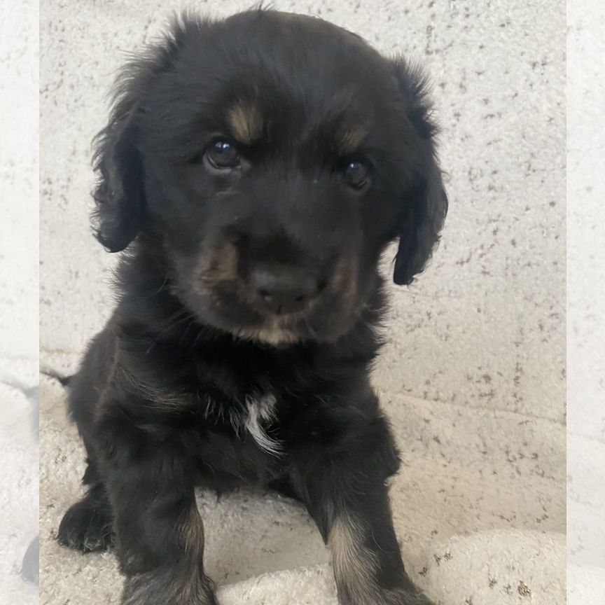 Щенок в добрые руки