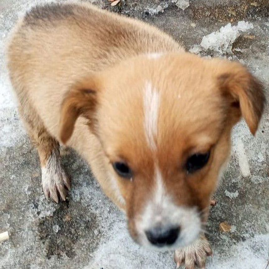 Щенок в добрые руки