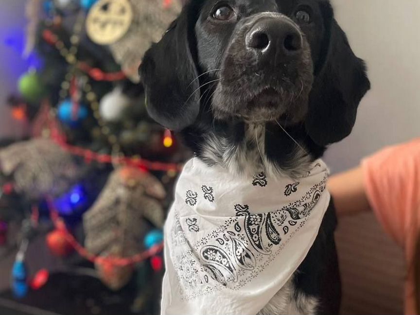 Курцхаар в добрые руки