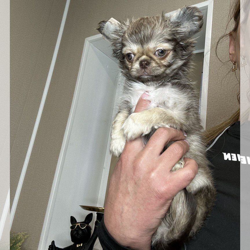 Чихуахуа, щенок