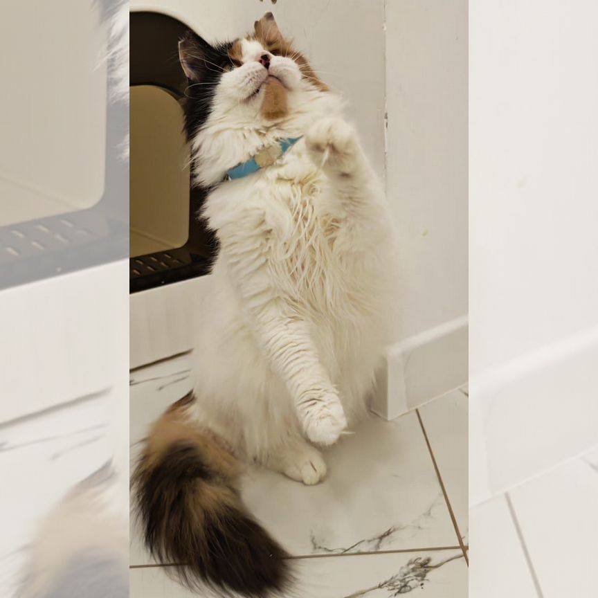 Рэгдолл котёнок