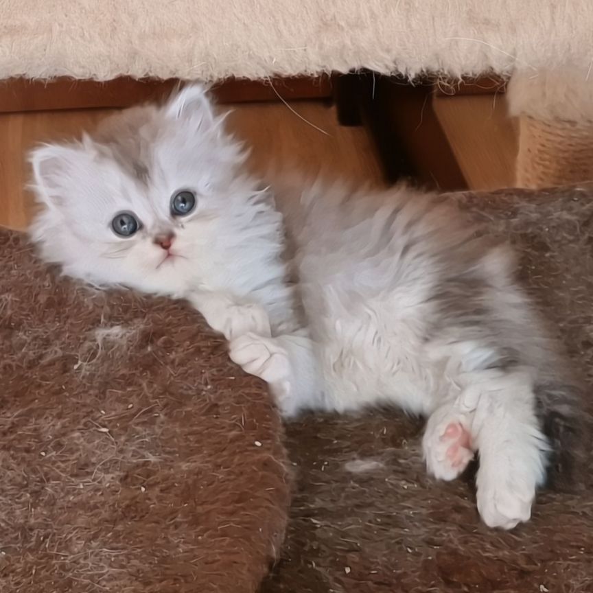 Шотландский вислоухий длинношёрстный котёнок