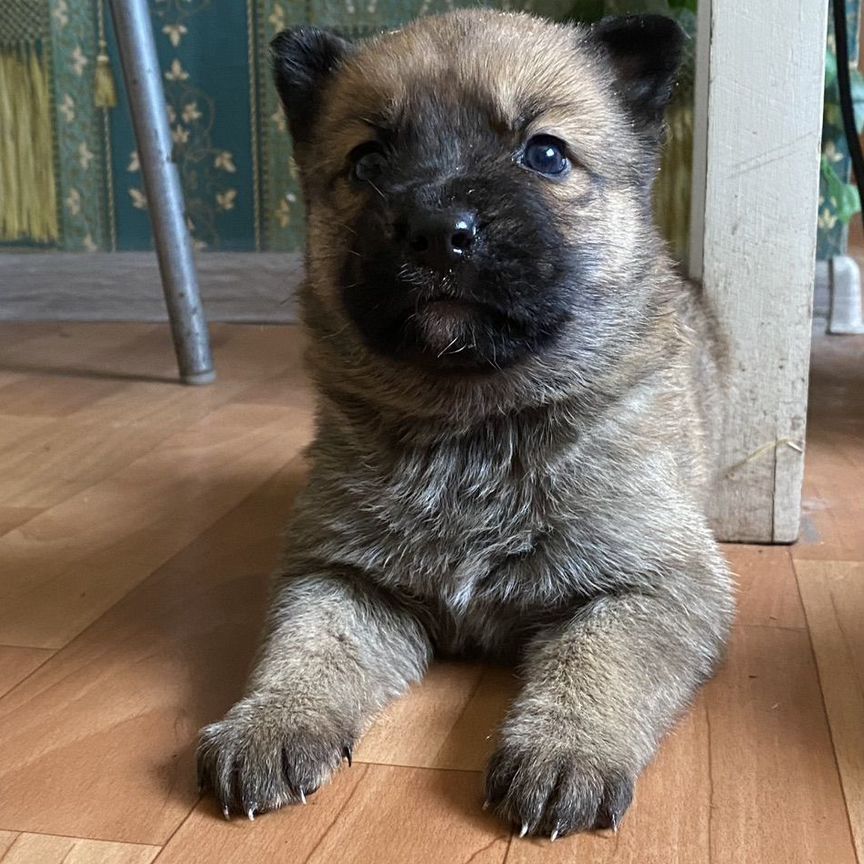 Немецкая овчарка, щенок