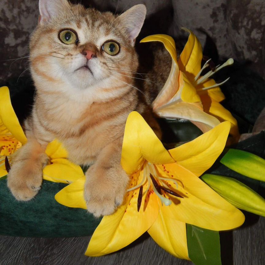 Шотики бегемотики