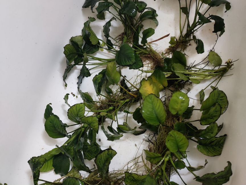 Аквариумная прополка, анубиас