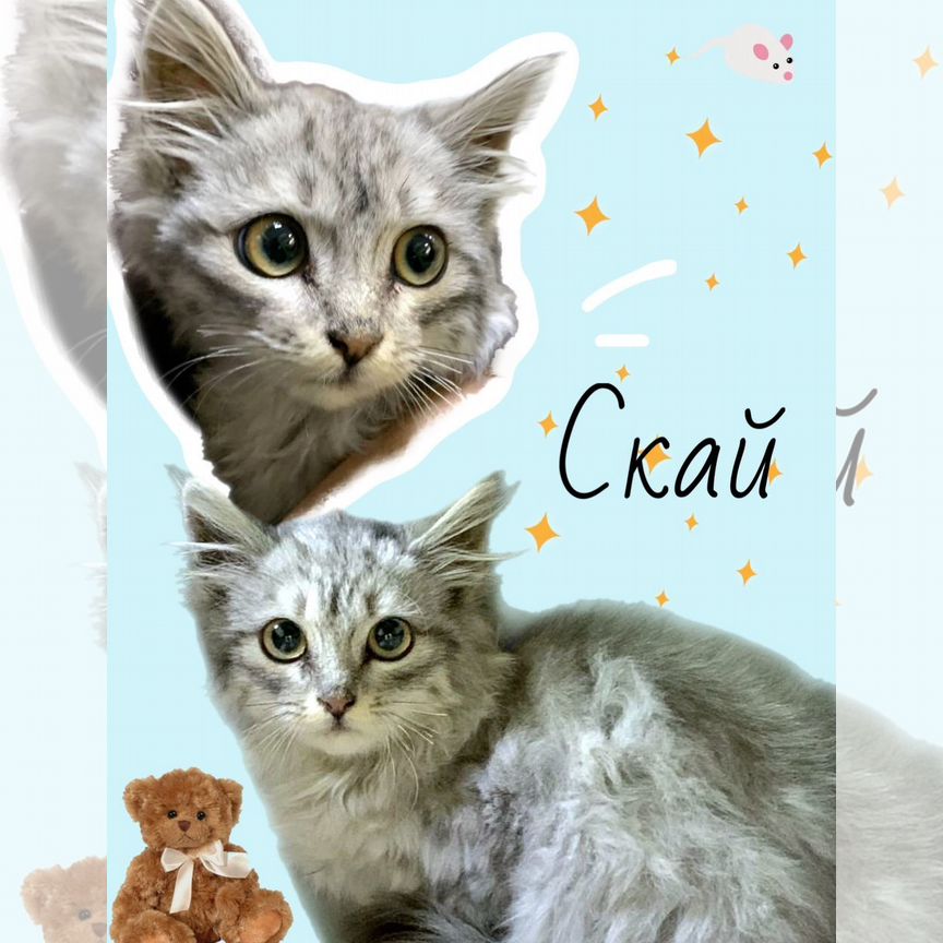 Котёнок в добрые руки