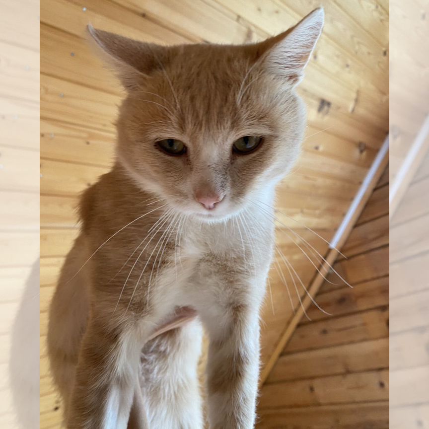 Заберите в добрые руки это чудо, пшеничное