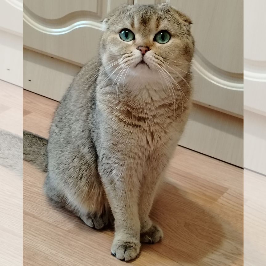 Шотландский вислоухий короткошёрстный котёнок
