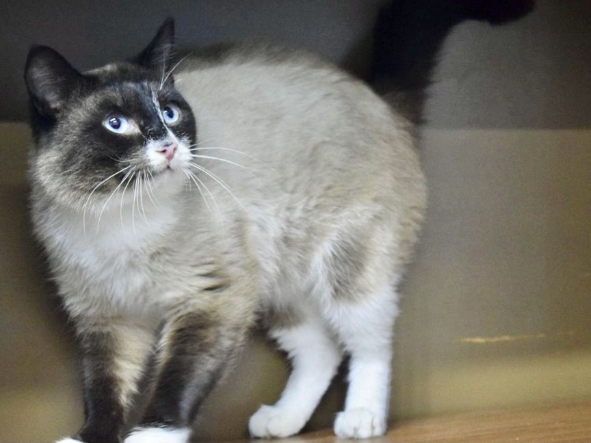 Сиамский кот