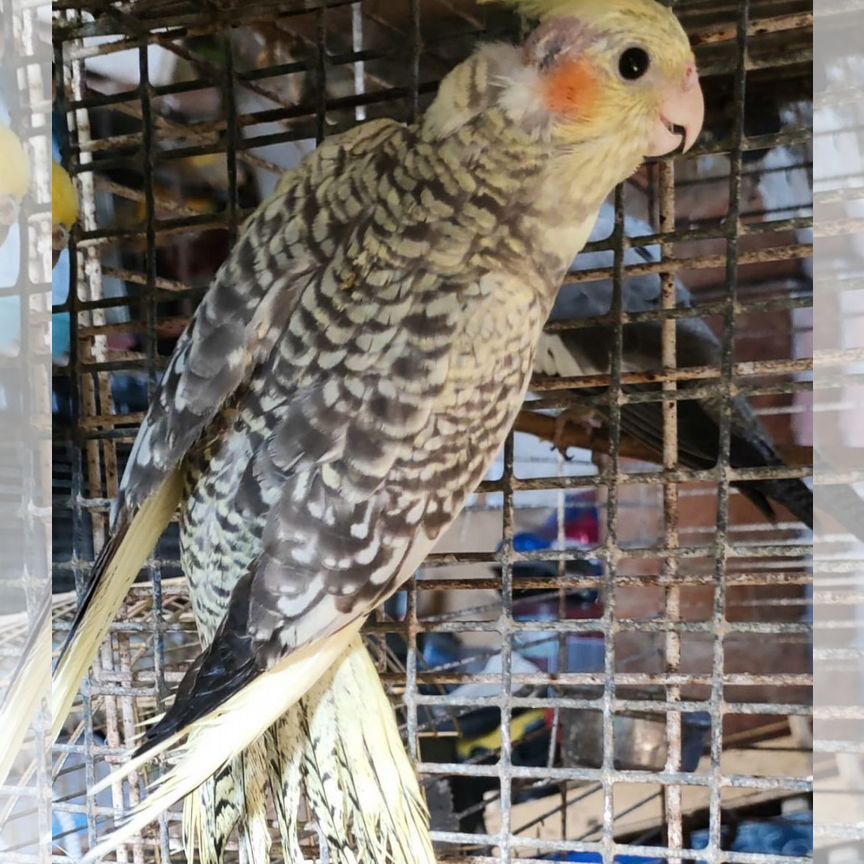 Попугай корелла птенец