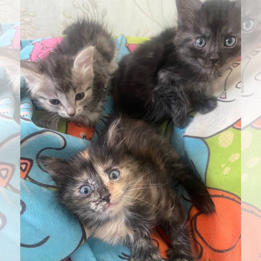 Котёнок в добрые руки