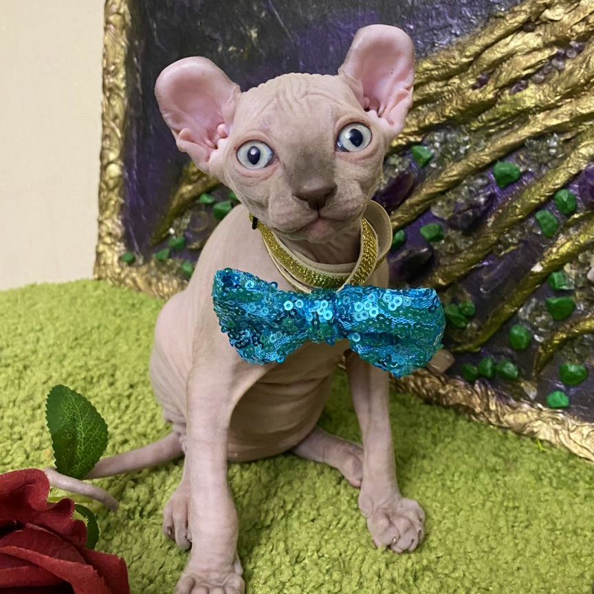 Эльф котёнок