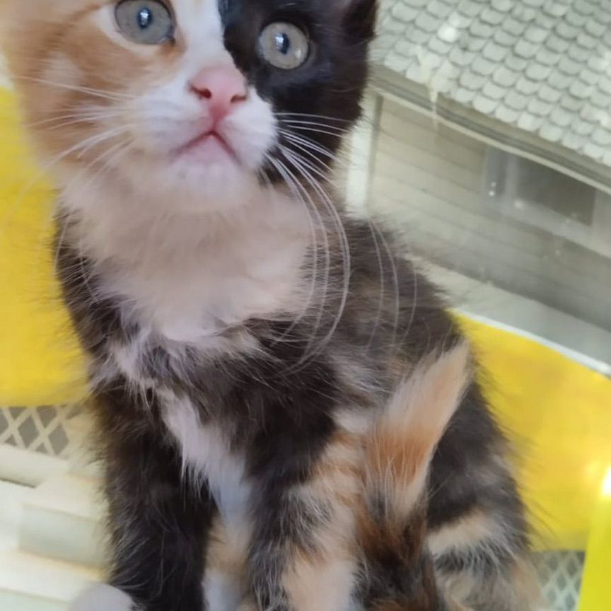 Котята в добрые руки бесплатно